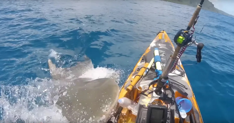 Fisherman Narrowly Escapes Hungry Shark – Insurance World