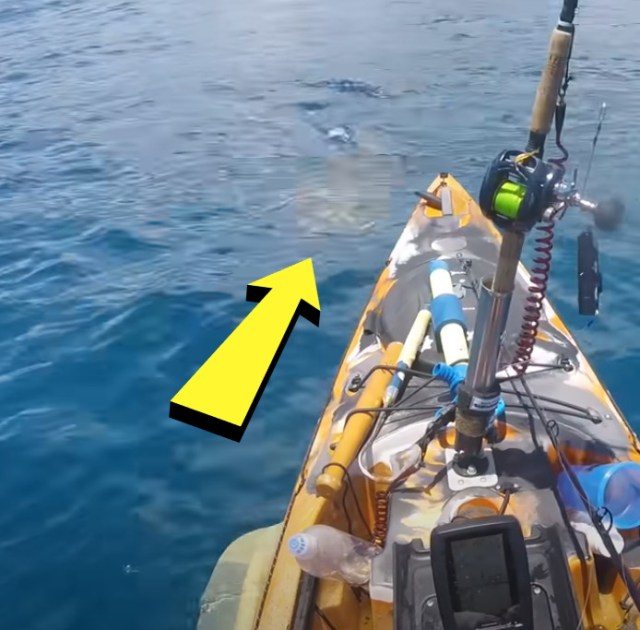 Fisherman Narrowly Escapes Hungry Shark – Insurance World