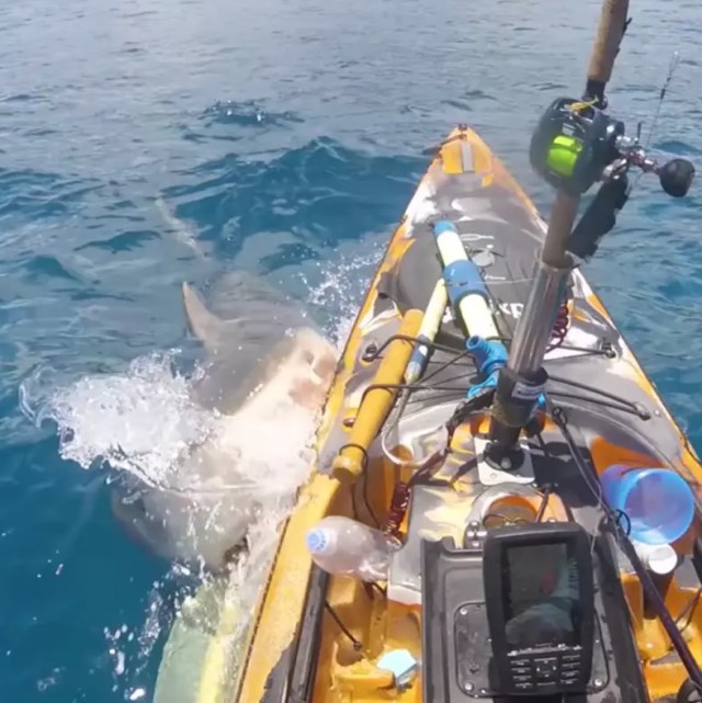 Fisherman Narrowly Escapes Hungry Shark – Insurance World