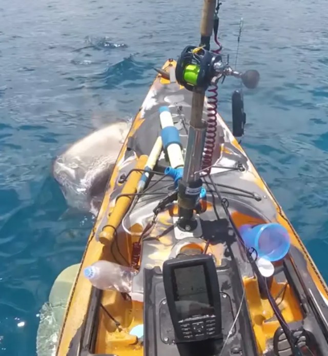 Fisherman Narrowly Escapes Hungry Shark – Insurance World