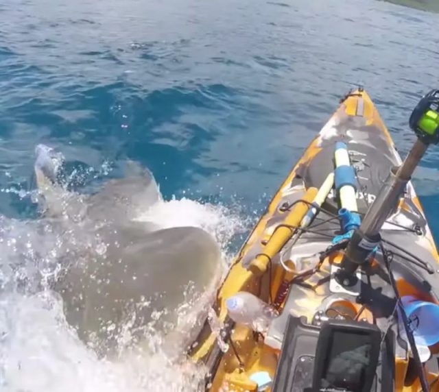 Fisherman Narrowly Escapes Hungry Shark – Insurance World